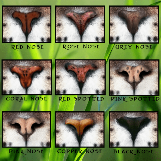 Big Cat Fur Types – WK – Wild Kajaera