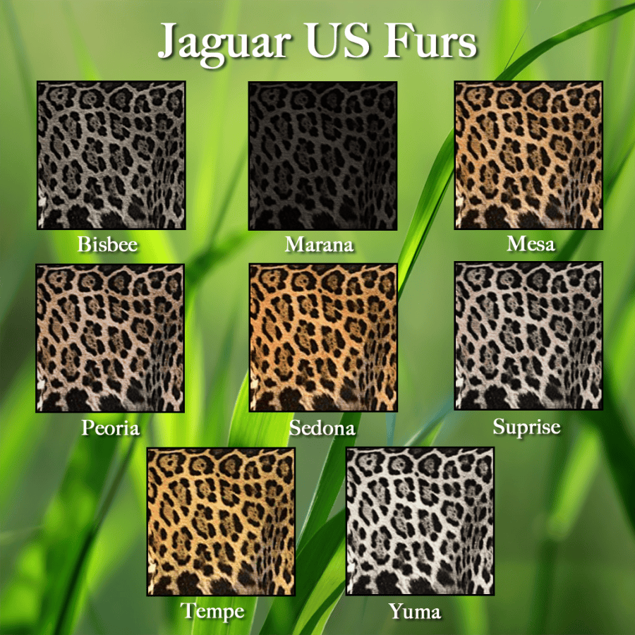 Big Cat Fur Types – WK – Wild Kajaera