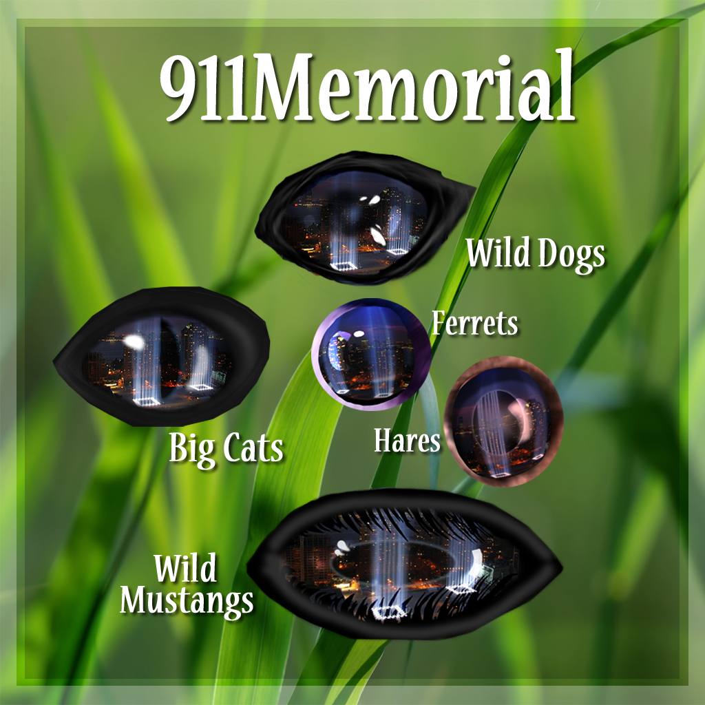 Random Eyes – WK – Wild Kajaera