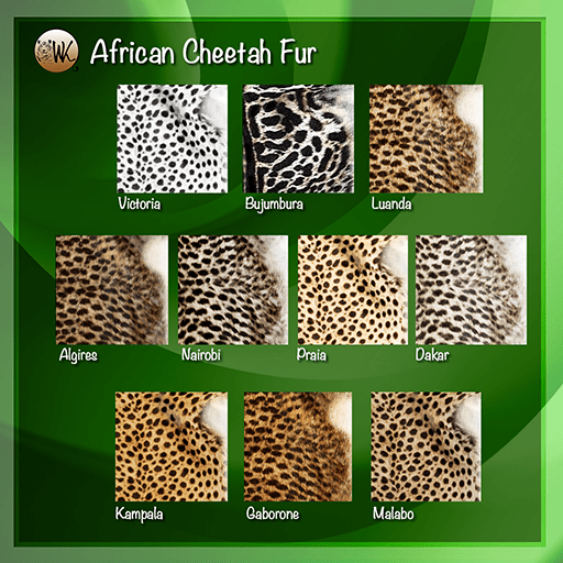 Big Cat Fur Types – WK – Wild Kajaera