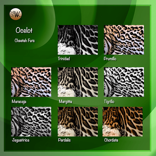 Big Cat Fur Types – WK – Wild Kajaera