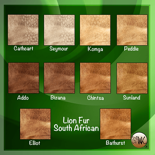 Big Cat Fur Types – WK – Wild Kajaera