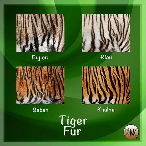 Big Cat Fur Types – WK – Wild Kajaera