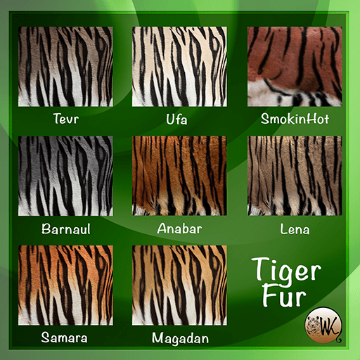 Big Cat Fur Types – WK – Wild Kajaera