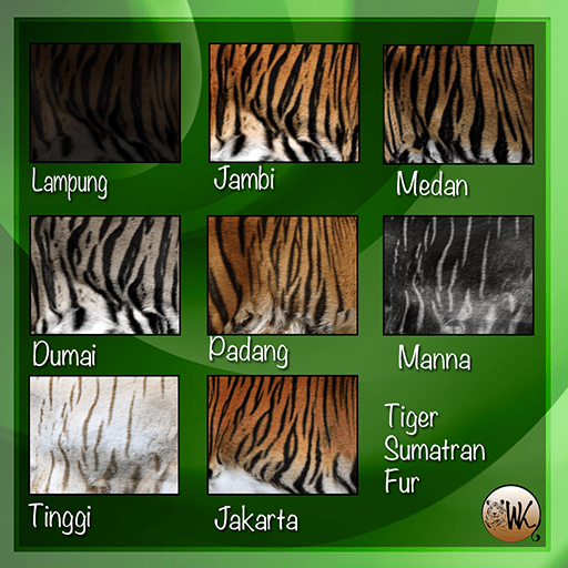 Big Cat Fur Types – WK – Wild Kajaera