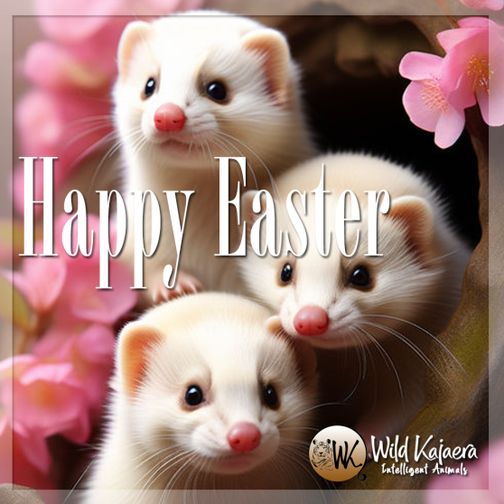 WK – Wild Kajaera – Intelligent Animals